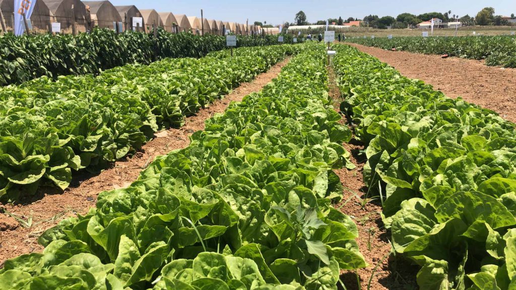 Contact Us - Israel Agricultural Technology & innovations Hub