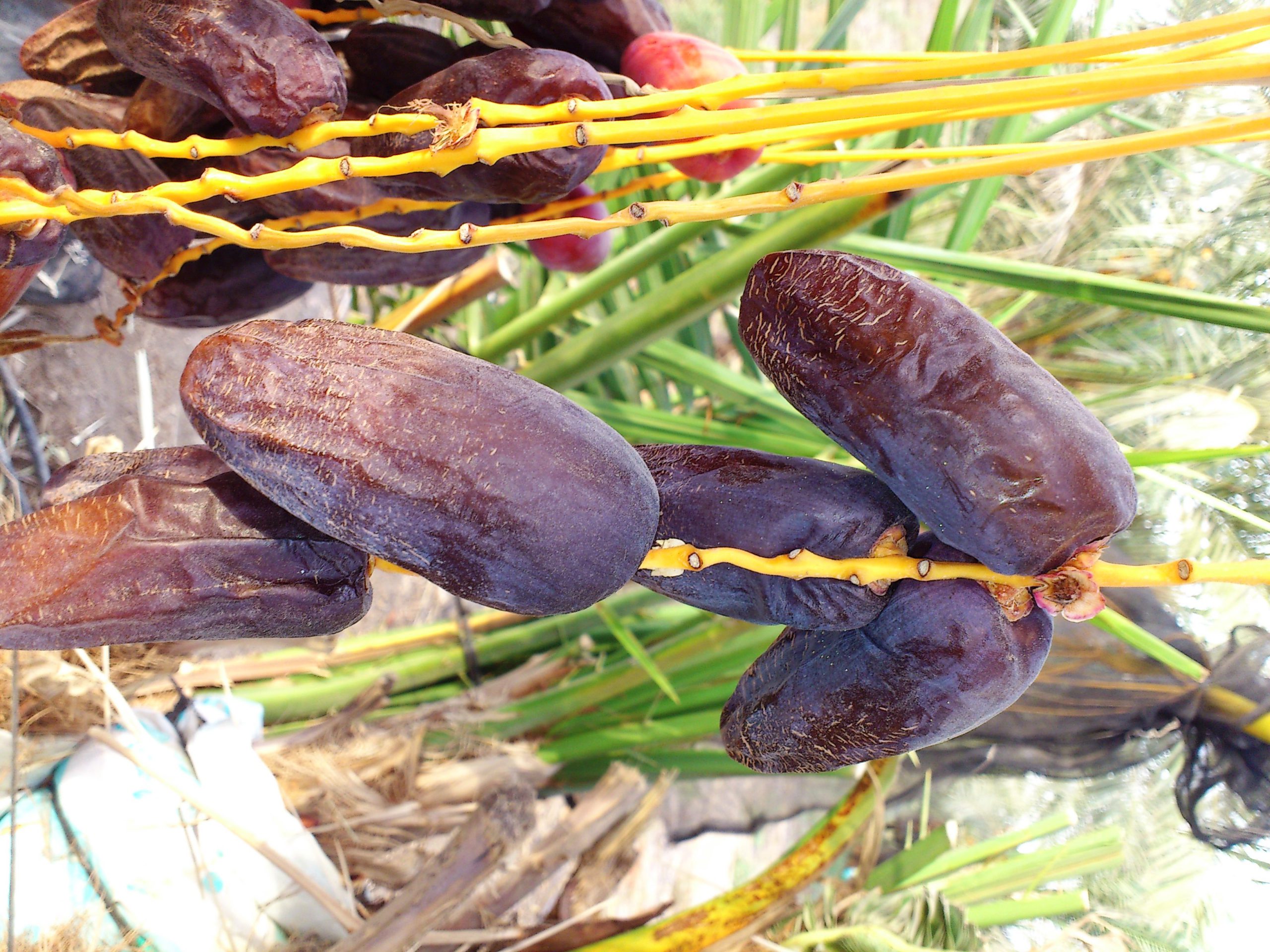 Dates Harvest Season Has Begun And Brings The Biggest Date To The
