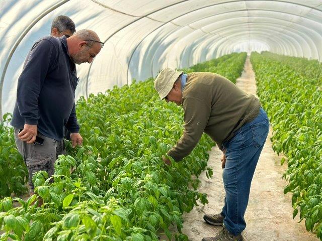 Genesis Seeds Fights Downy Mildew with New Basil Varieties - Israel ...