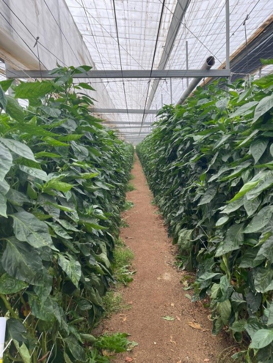 Protecting crops against tomato brown rugose fruit virus - Israel ...