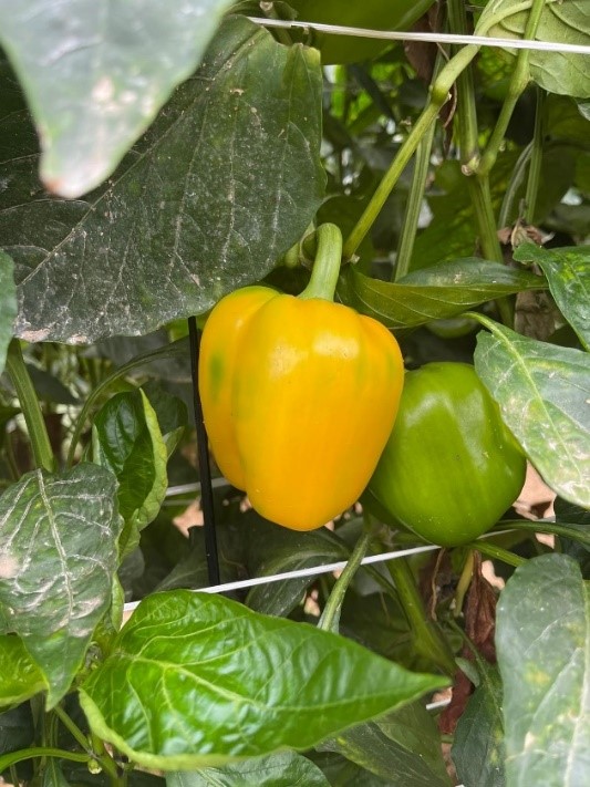 Protecting crops against tomato brown rugose fruit virus - Israel ...