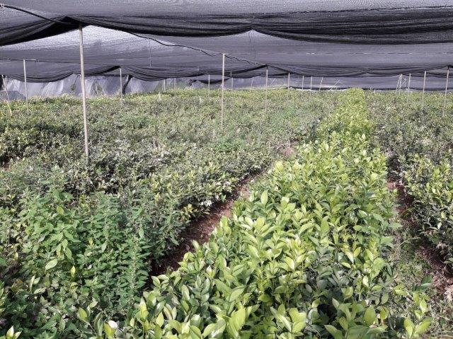 Combating Ruscus (Ruscus hypophyllum) Deterioration Using Isolated Media