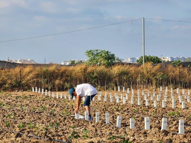 Setting a New Standard for Grapevine Propagation