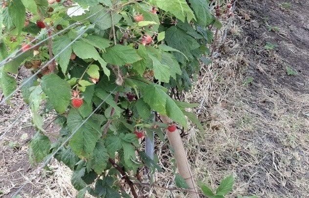 Smart Strategies for Thriving Berry Cultivation
