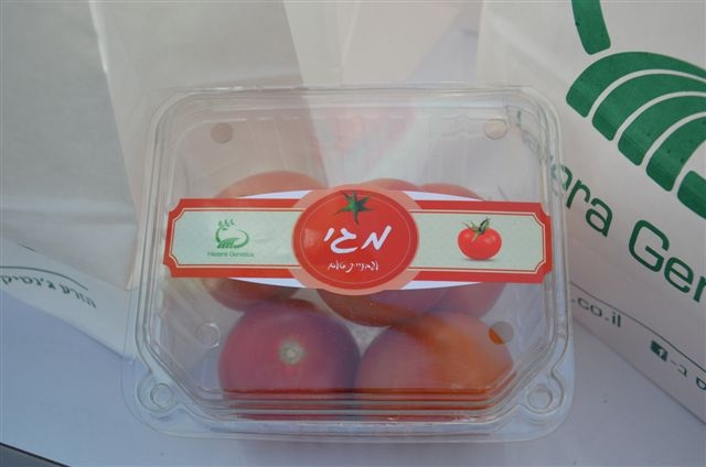 Hazera Genetics presented Cluster Tomatoes for Greenhouses - Israel ...